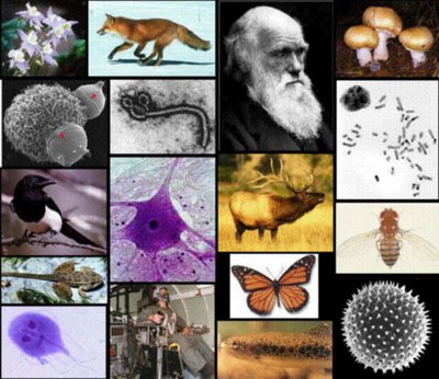 RAMAS DE LA BIOLOGÍA Biología I